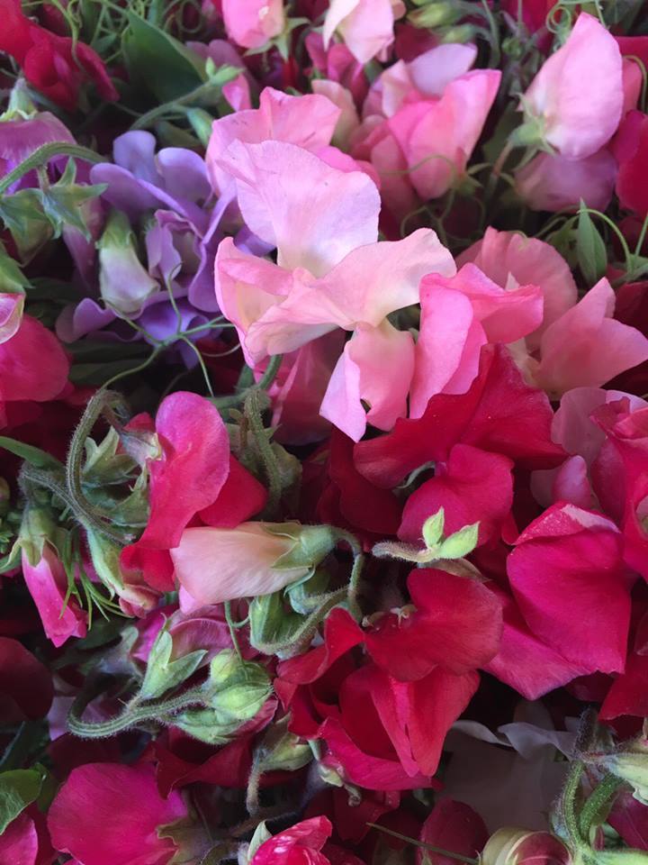 ΜΟΣΧΟΜΠΙΖΕΛΑ – ΑΝΘΑΓΟΡΑ ΑΘΗΝΩΝ