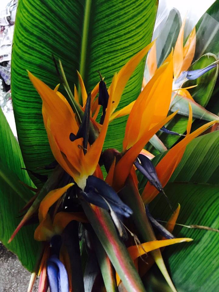 ΣΤΕΡΛΙΤΣΙΑ (ΠΟΥΛΙΑ ΤΟΥ ΠΑΡΑΔΕΙΣΟΥ) – ΑΝΘΑΓΟΡΑ ΑΘΗΝΩΝ